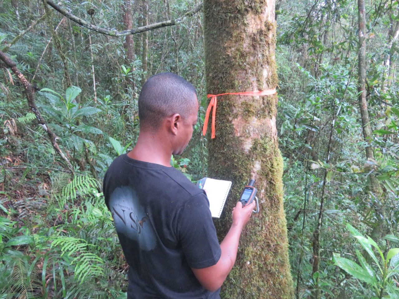 Madagascar's First Canopy Walkway to be Built in Ranomafana National ...